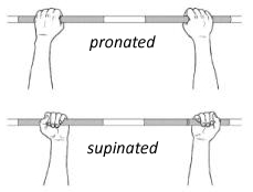 pronated supinated grip - CSCS Study Questions