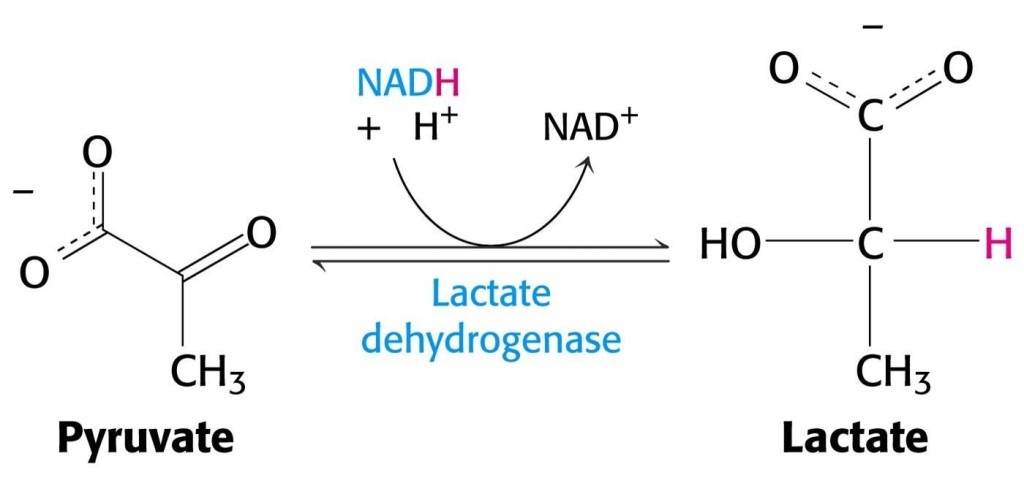 Glycolysis Questions: Study for the NSCA CSCS exam